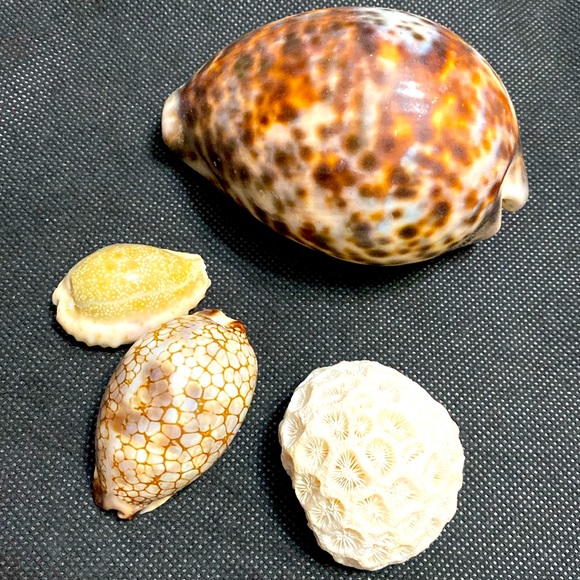No brand | Accents | Vintage Set Of 4 Miscellaneous Sea Shells From ...